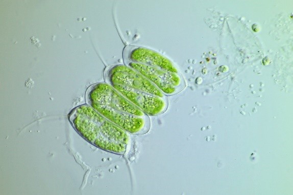 Sustainable Lamps Powered by Algae – Sustainable Nano Blog – UW–Madison