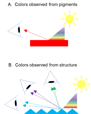 Nanostructures in chameleons, damselflies, and peacocks (oh my ...