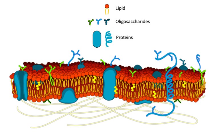 What can frosting teach us about cell membranes? – Sustainable Nano ...
