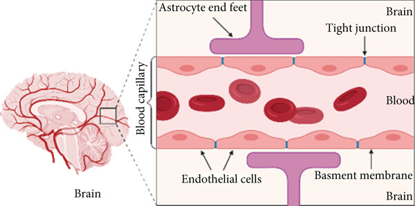Can nanoplastics breach the blood brain barrier? – Sustainable Nano ...